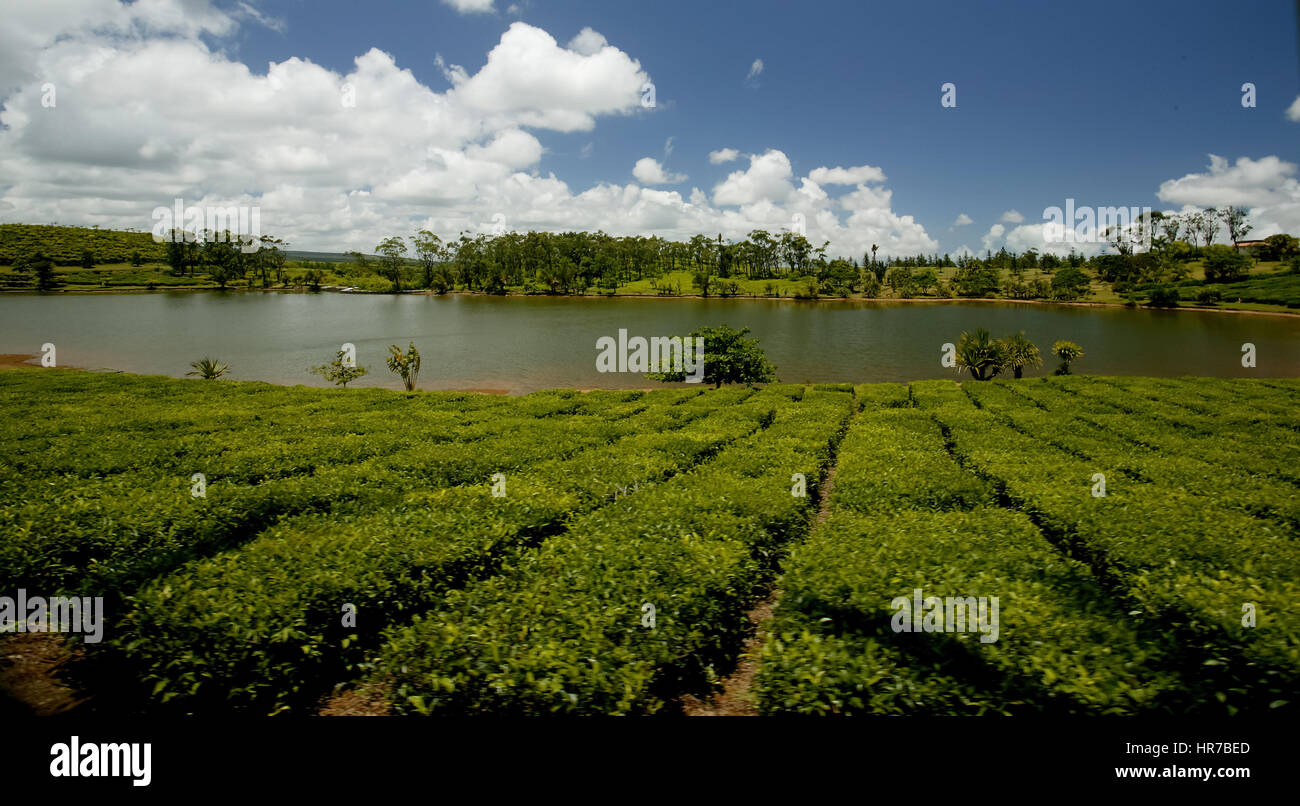 Mauritius, Tea plantation, Tea factory Bois Chéri., Mauritius, tea ...
