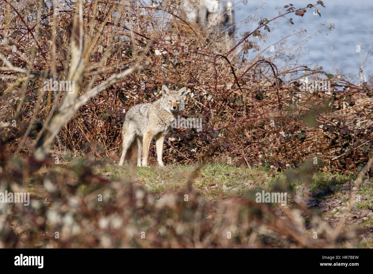a Coyote at winter, Vancouver, BC Canada Stock Photo - Alamy