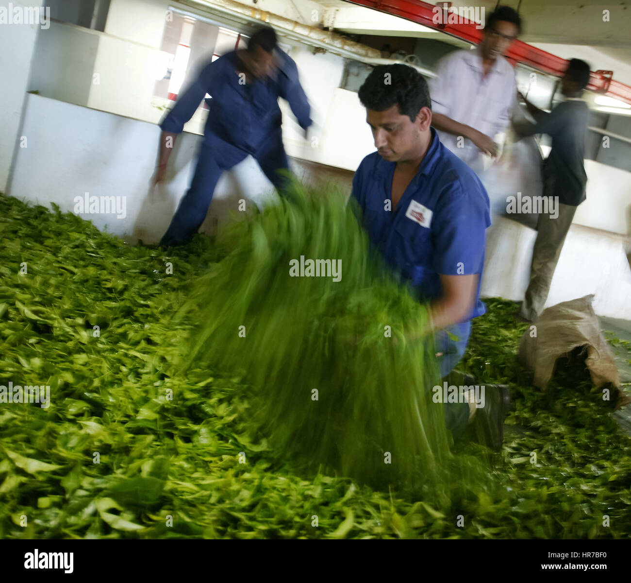 Long bois hi-res stock photography and images - Alamy