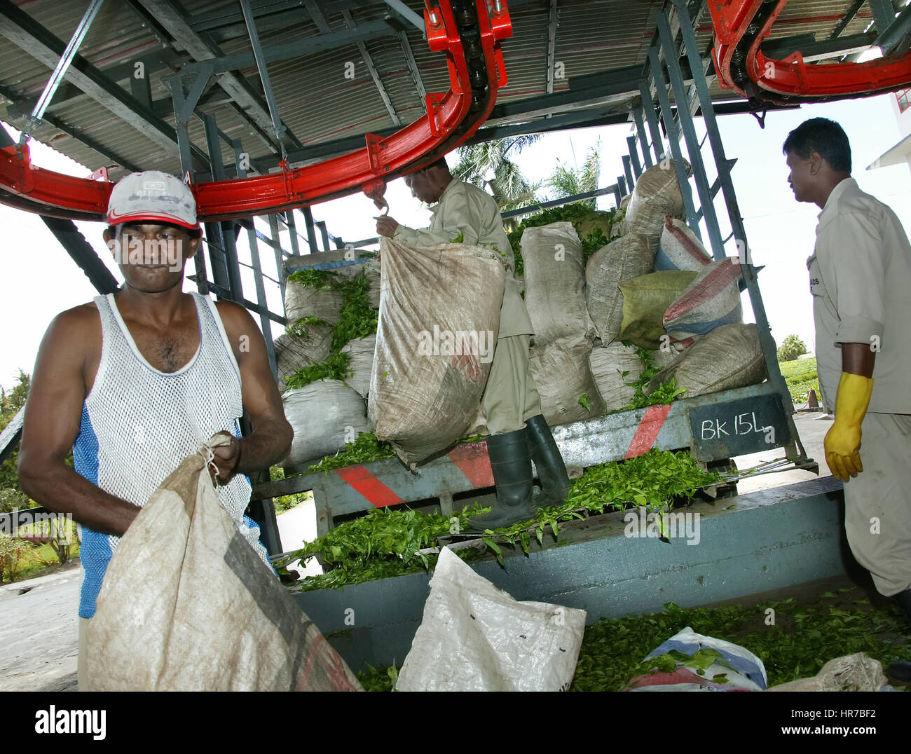 Long bois hi-res stock photography and images - Alamy