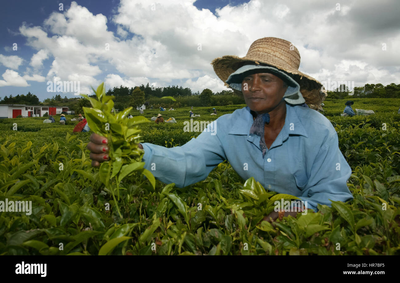 Mauritius, tea plantation, tea factory, tea factory Bois Chéri. Tea ...