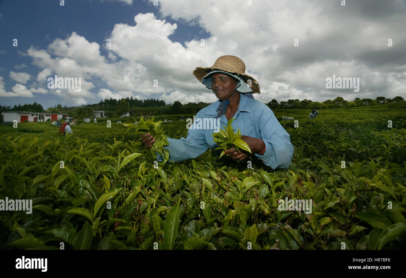 Mauritius, tea plantation, tea factory, tea factory Bois Chéri. Tea ...