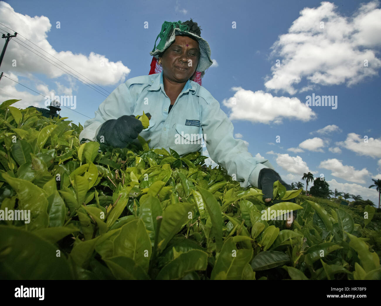 Indian ocean tea factory hi-res stock photography and images - Alamy