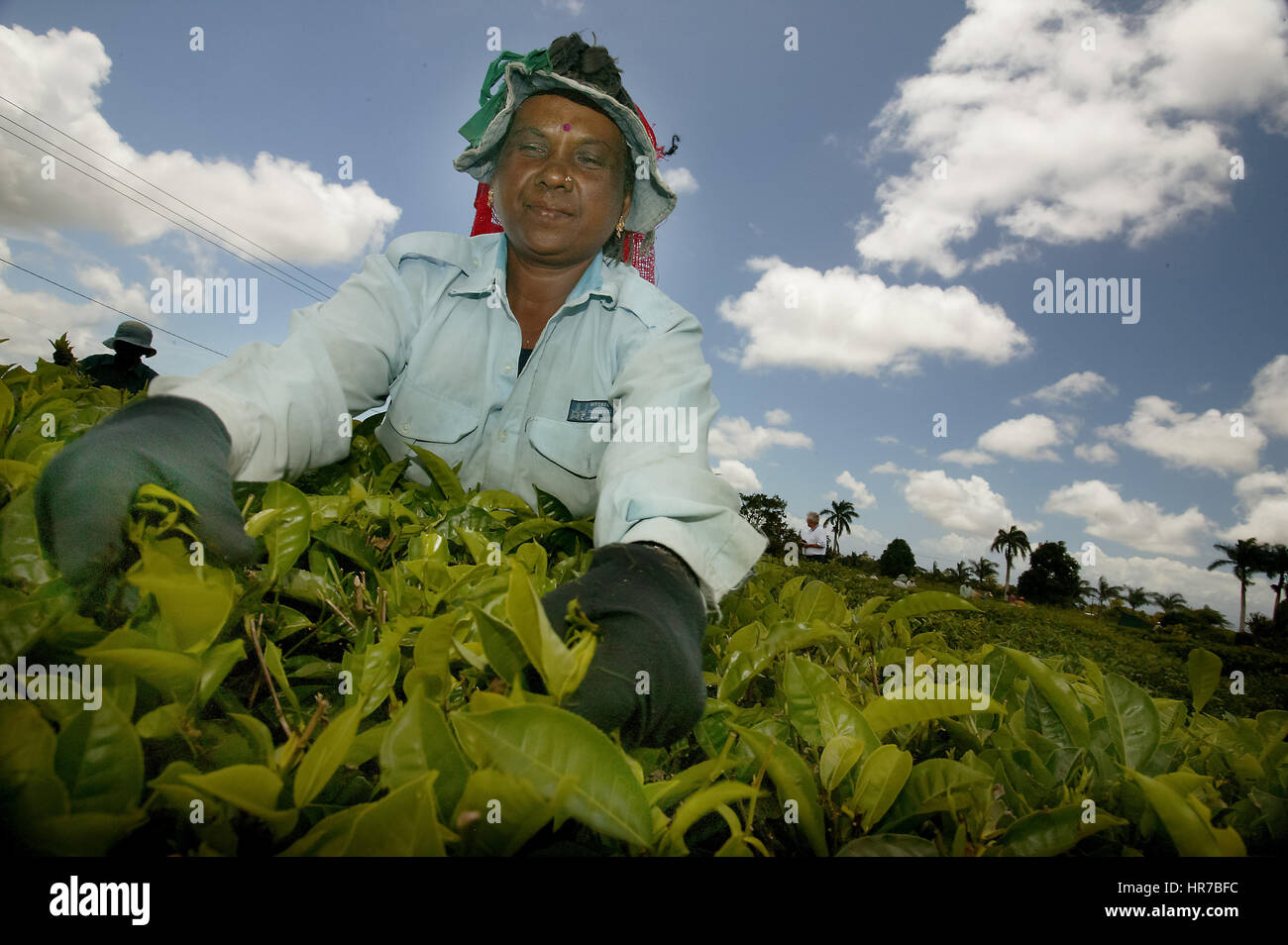 Mauritius, tea plantation, tea factory, tea factory Bois Chéri. Tea ...