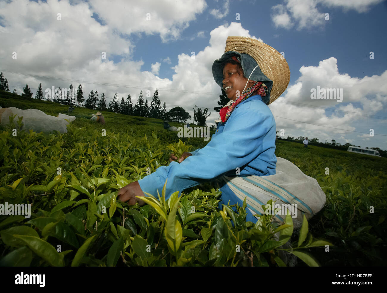Teapicker hi-res stock photography and images - Alamy