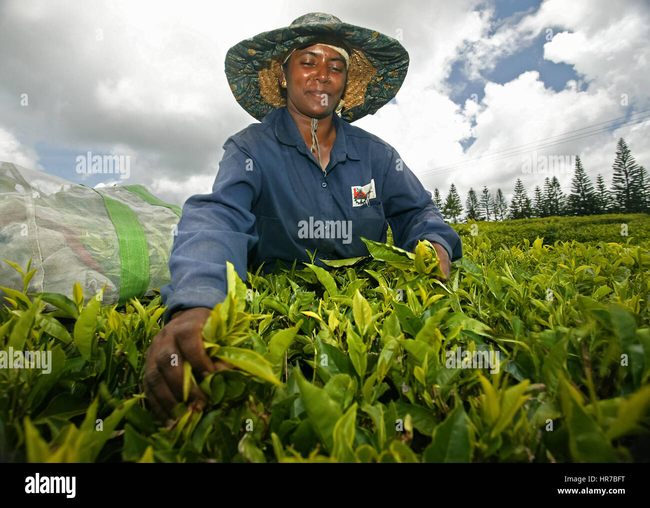 Teapicker hi-res stock photography and images - Alamy