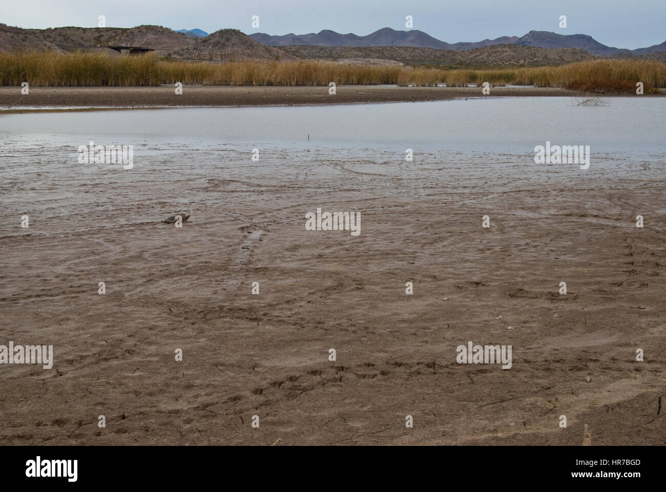 Western painted Turtle struggling through mud as it leaves a drying ...