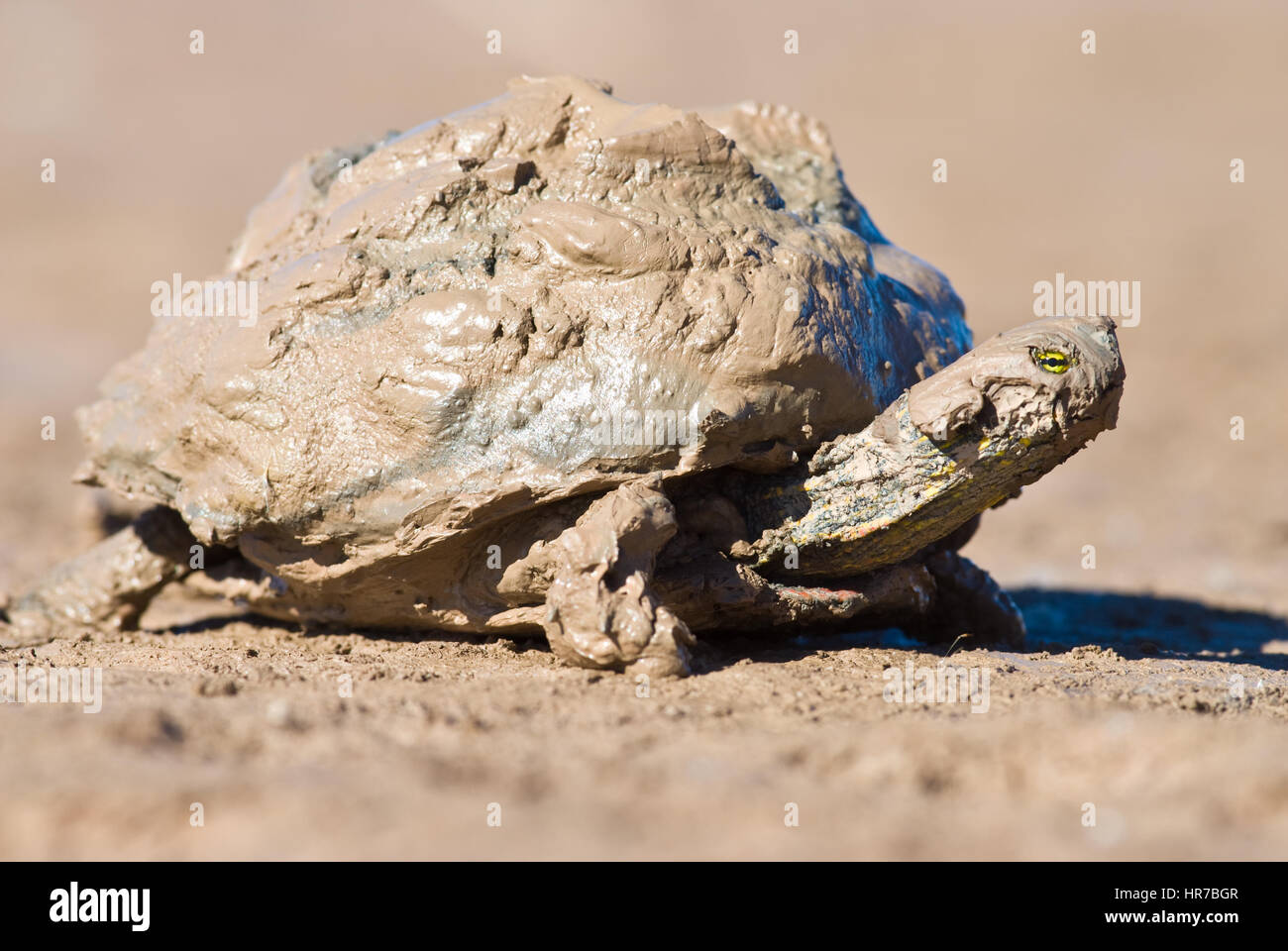 Western painted Turtle struggling through mud as it leaves a drying ...