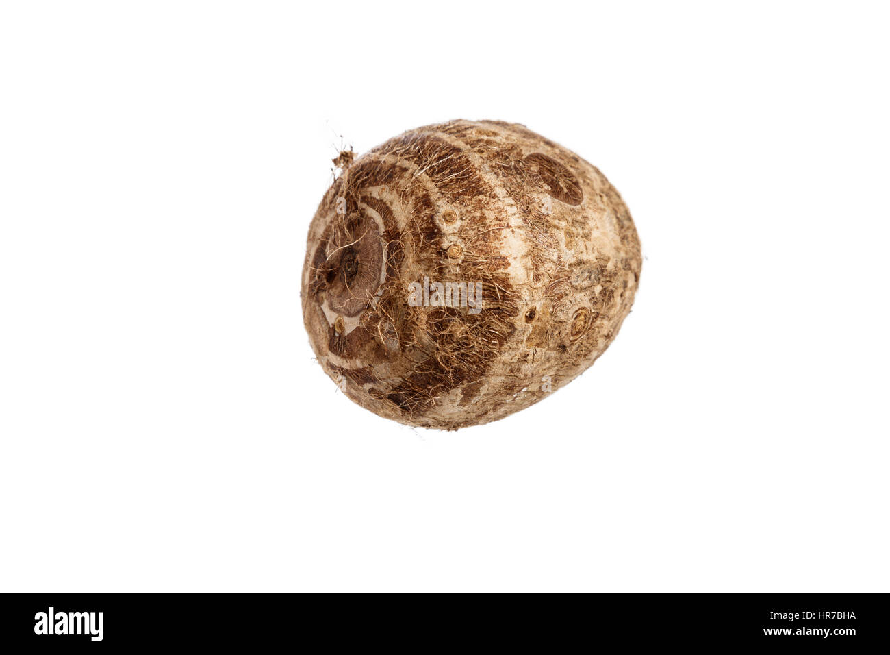 Taro corm hi-res stock photography and images - Alamy
