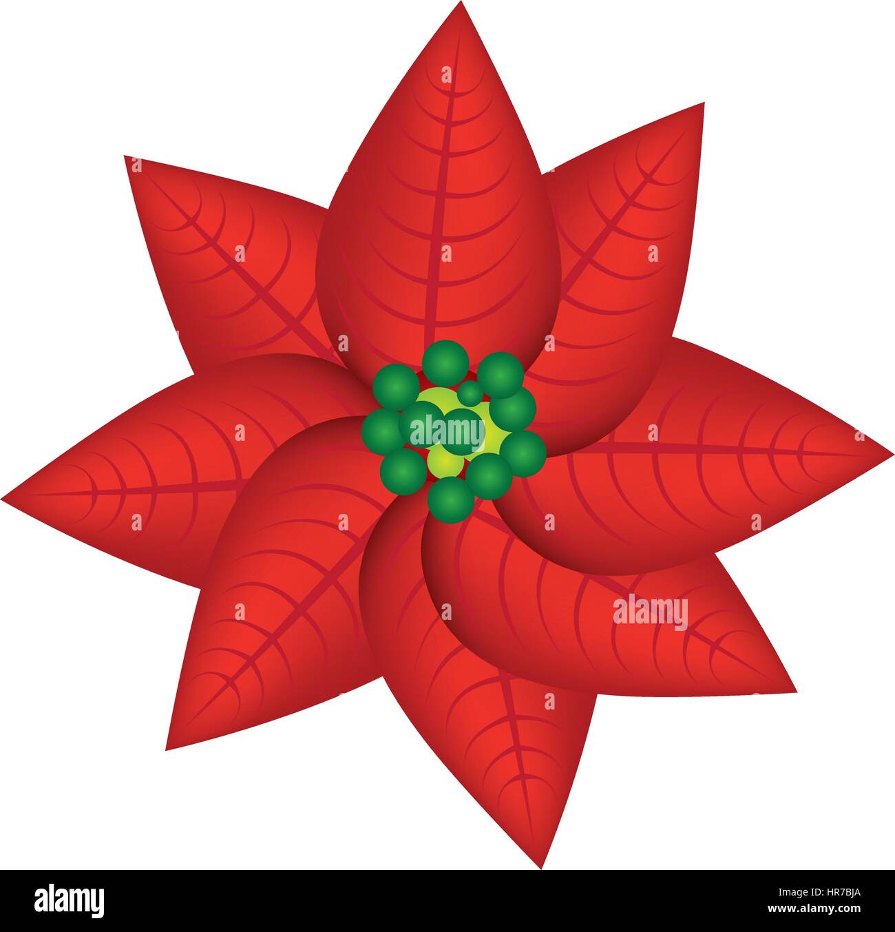 Red white poinsettia flowers Stock Vector Images - Alamy