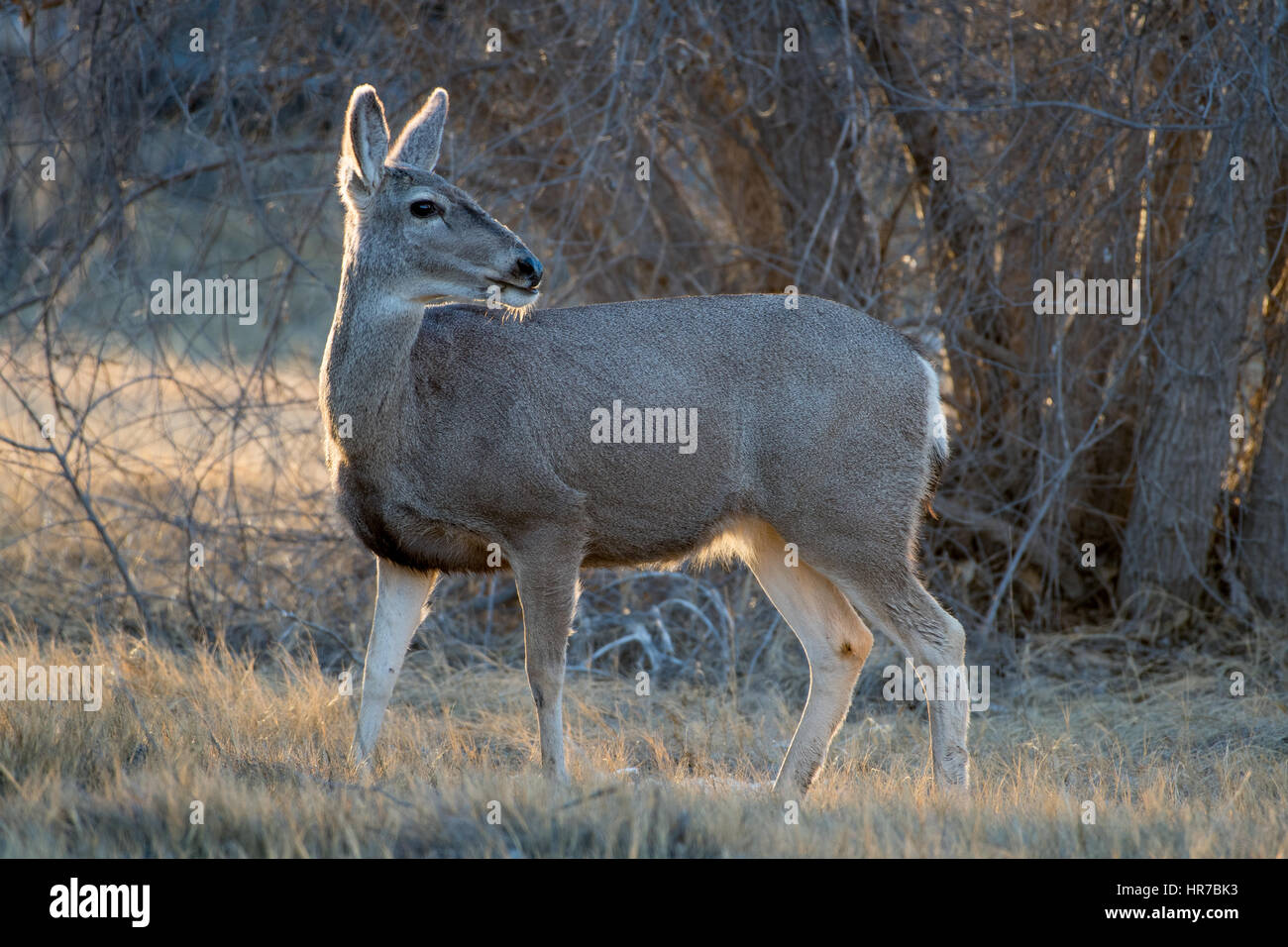 Rocky Mountain Mule Deer doe, Bosque del Apache National Wildlife ...