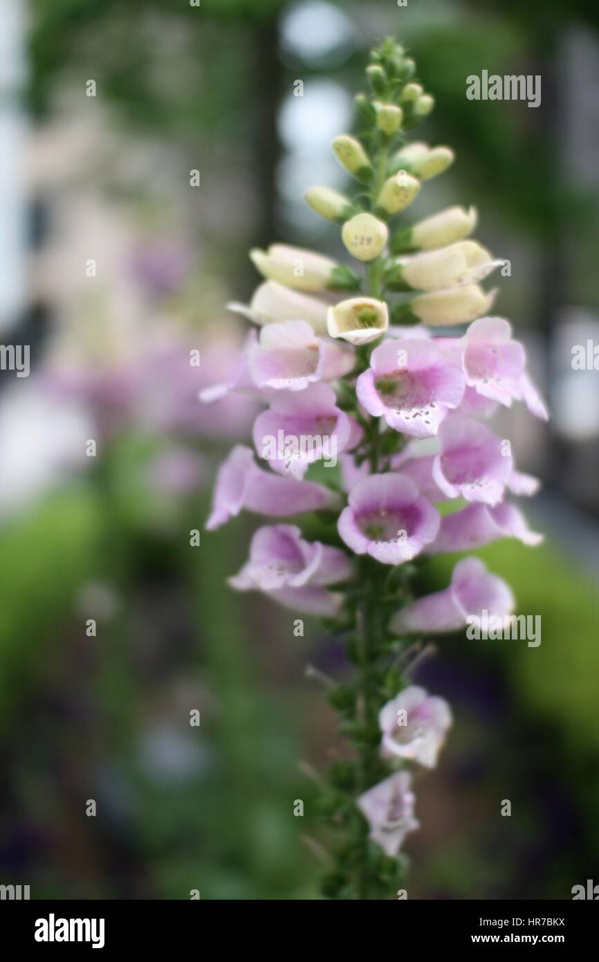 Flor Em Sinos Bell Flower, Chicago Sidewalk Stock Photo - Alamy