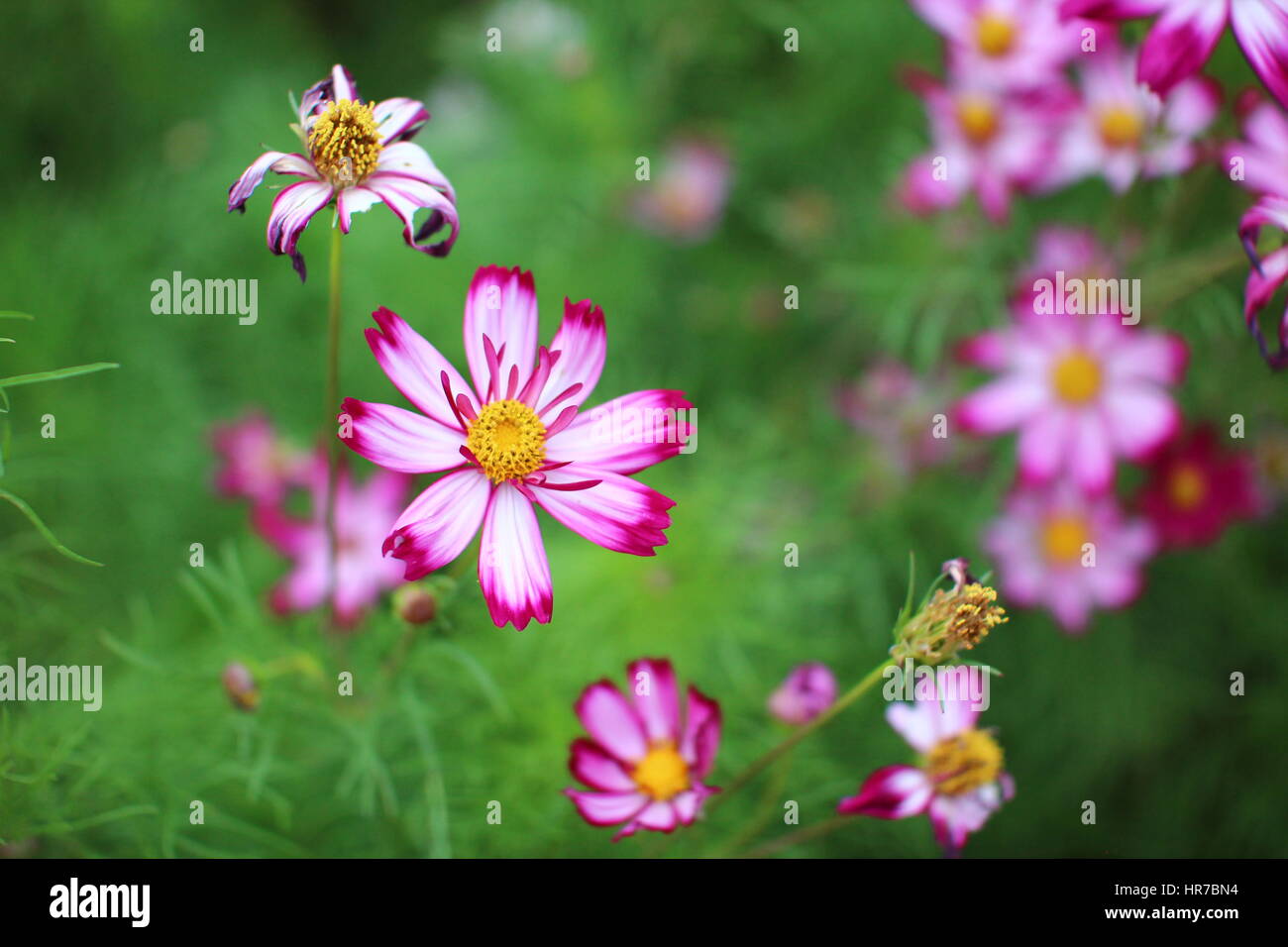 vibrant wildflowers in bloom Stock Photo - Alamy