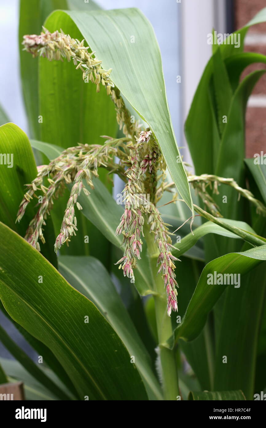 Corn pollination hi-res stock photography and images - Alamy
