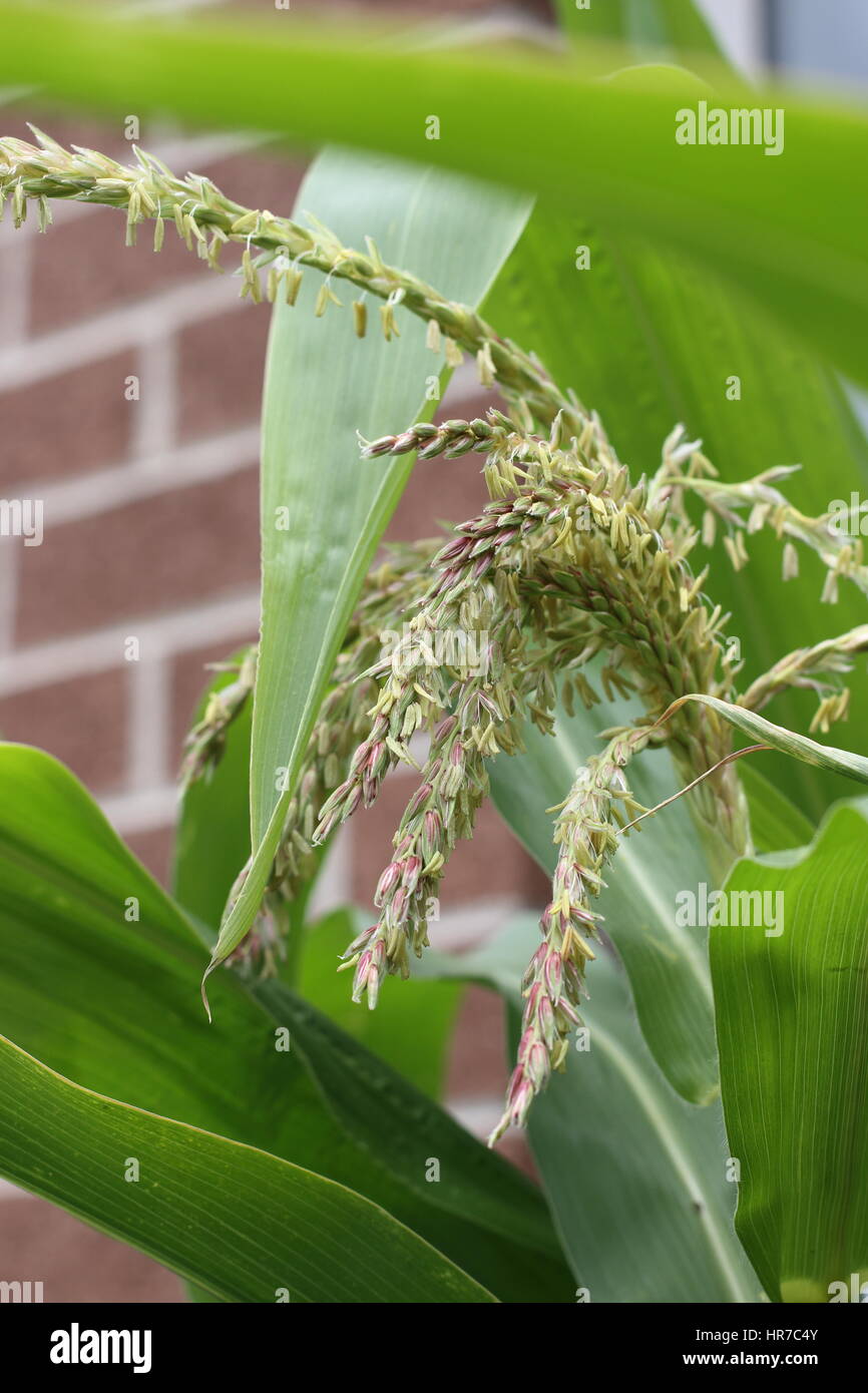 Maize flower hi-res stock photography and images - Alamy
