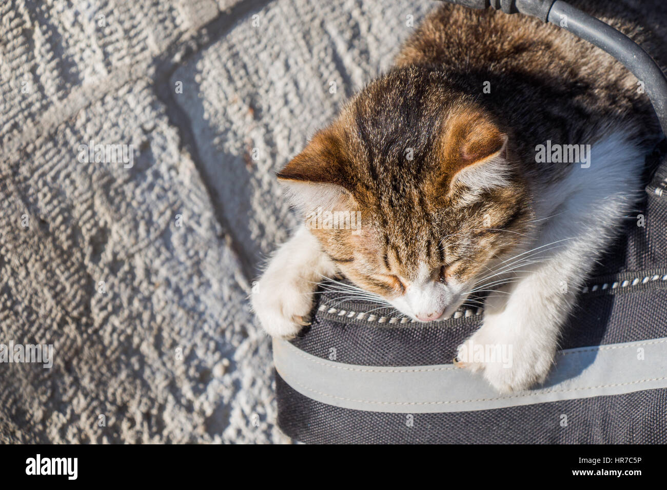 Another portrait of the homeless street cat Stock Photo - Alamy