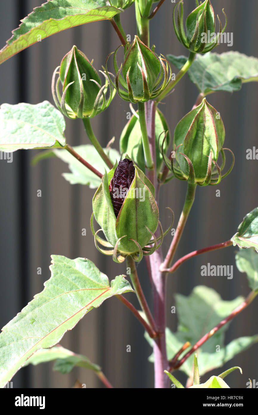 Hibiscus moscheutos or known as Midnight Marvel hibiscus flower bud ...