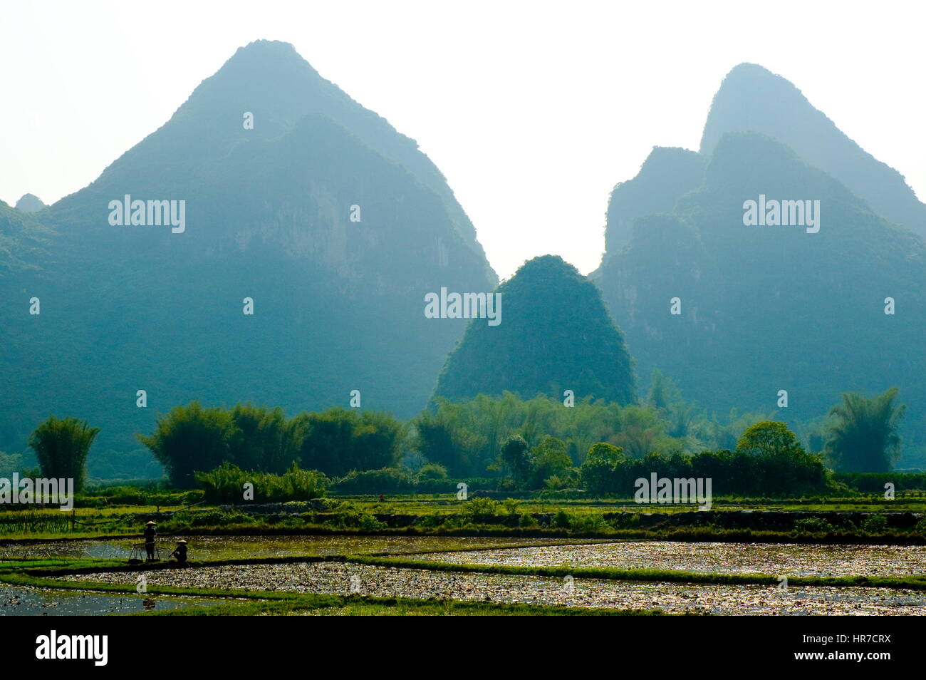 Ancient chinese rice harvest hi-res stock photography and images - Alamy