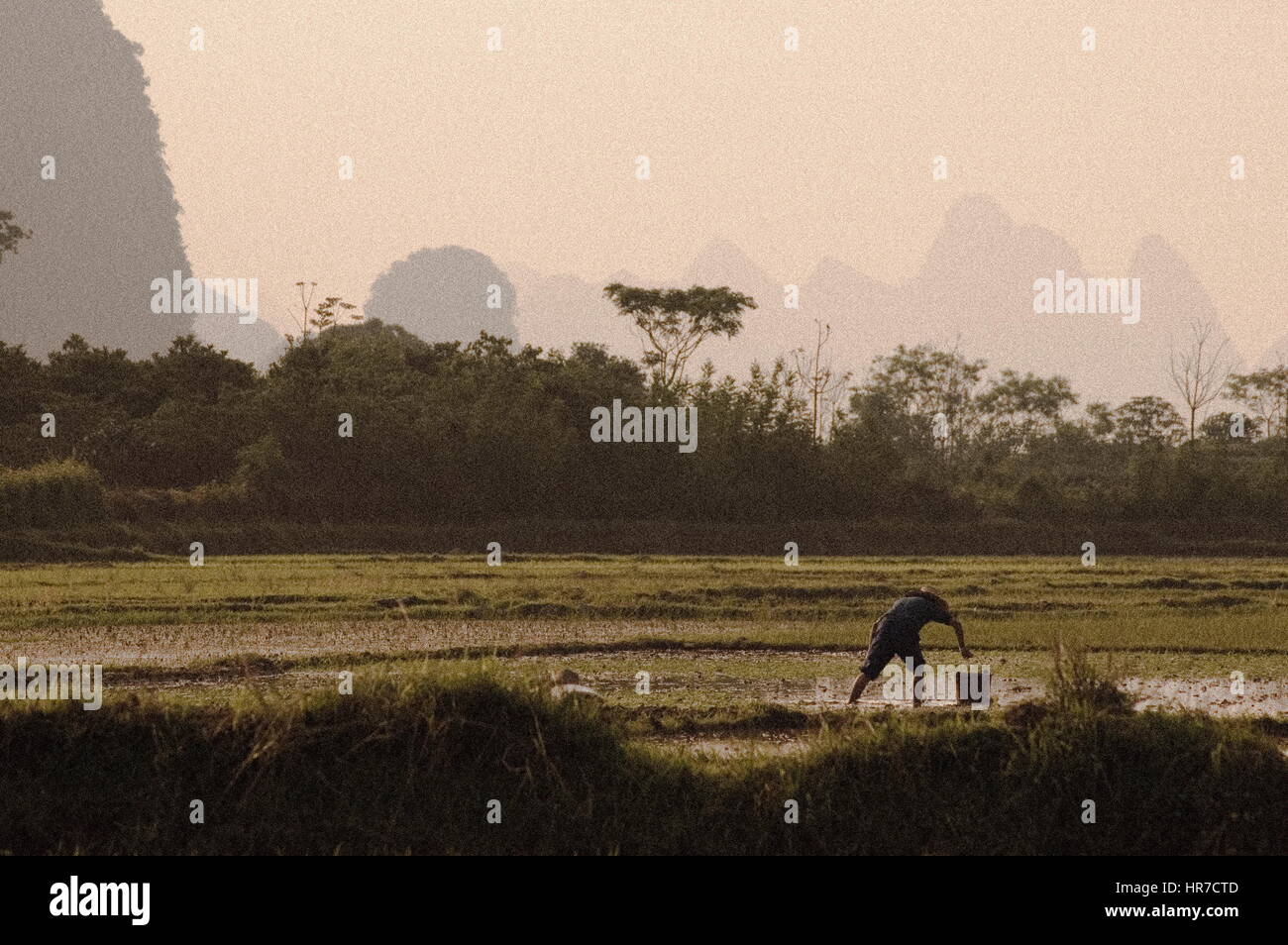 Ancient chinese rice harvest hi-res stock photography and images - Alamy