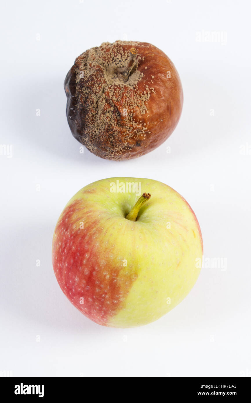 Old wrinkled moldy and fresh apple on white background, healthy and ...