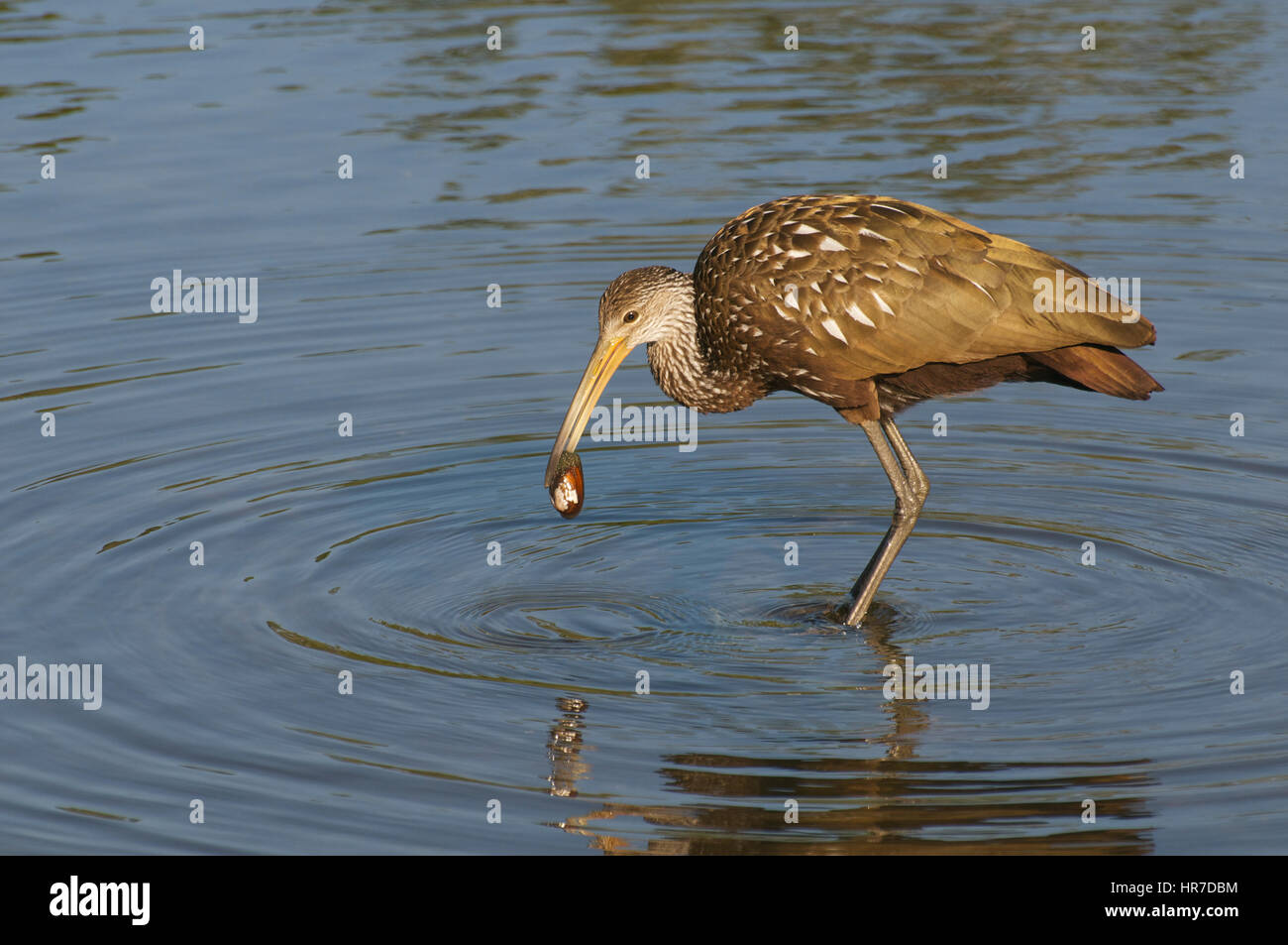 Limpkin on beach with colorful water background with snail in beak ...