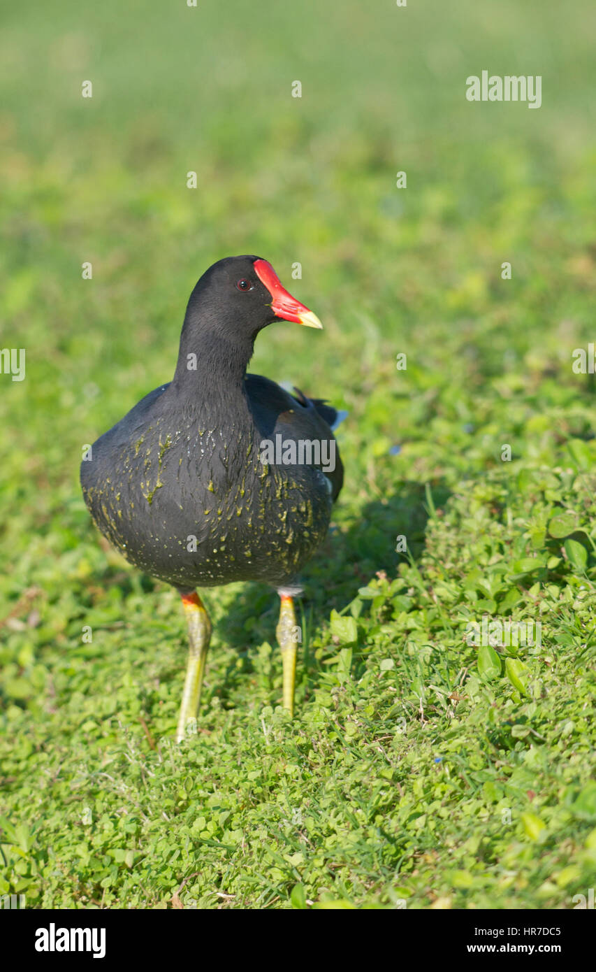 Common Moorhen on green pickle weed grass Stock Photo - Alamy