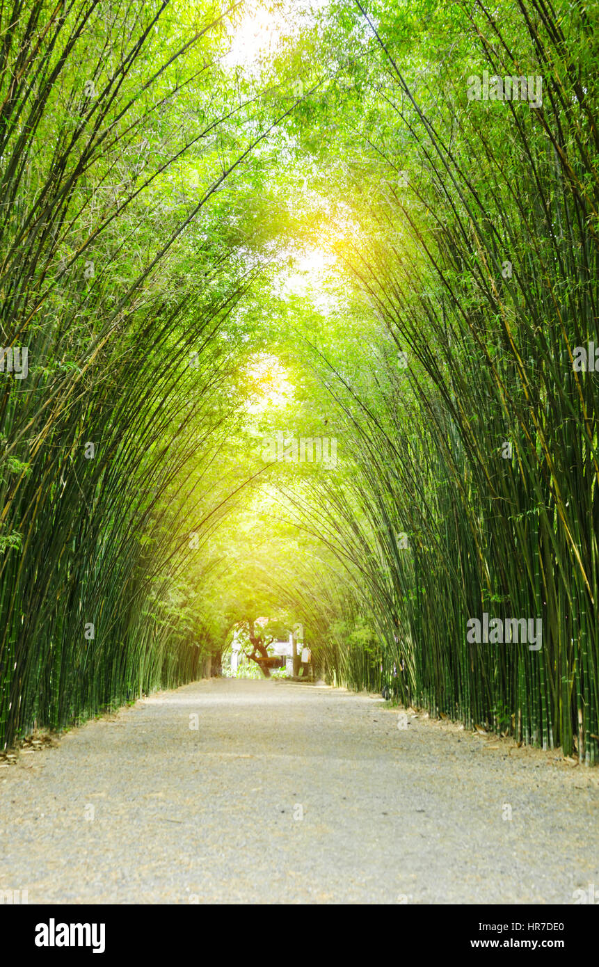 Tunnel bamboo trees and walkway Stock Photo - Alamy