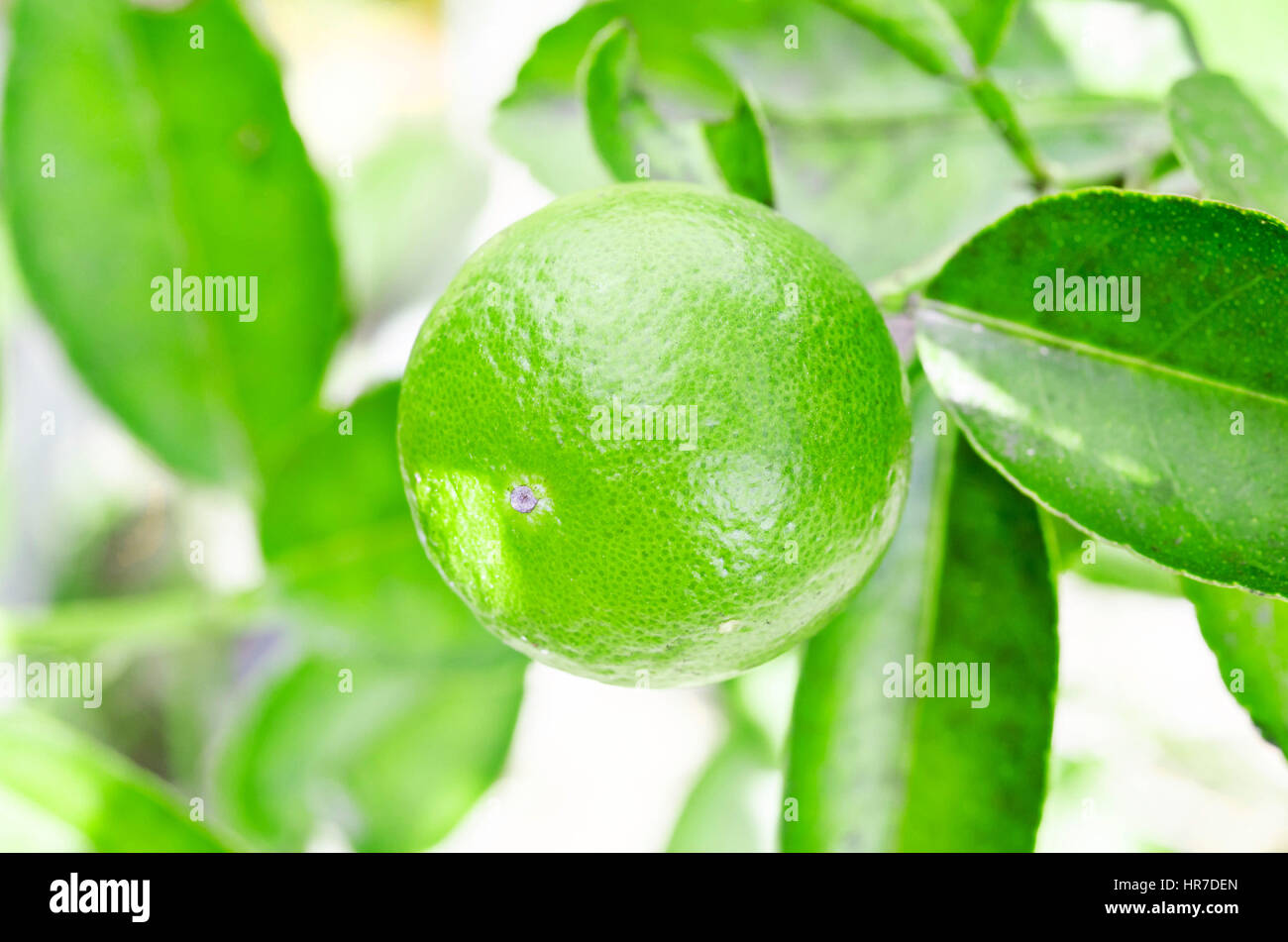 Lime tree with fruits in the garden Stock Photo - Alamy