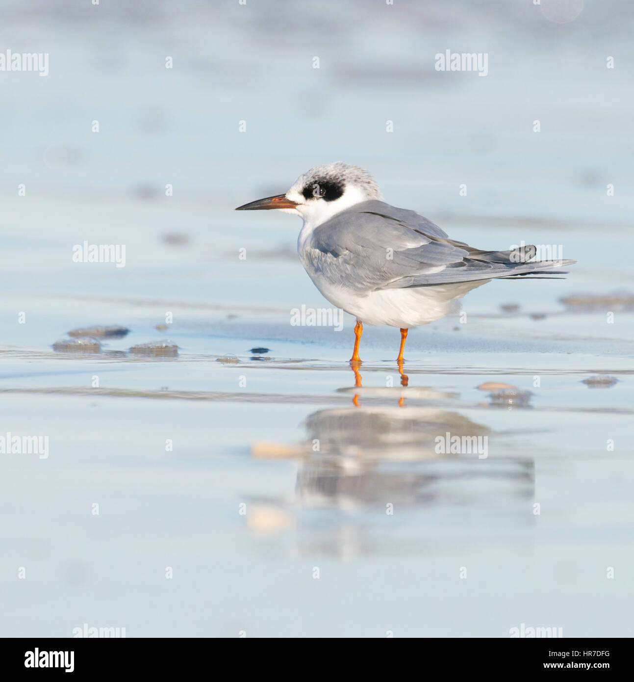 Forster's Tern, Sterna forsteri, on gray sand beach with blue water ...