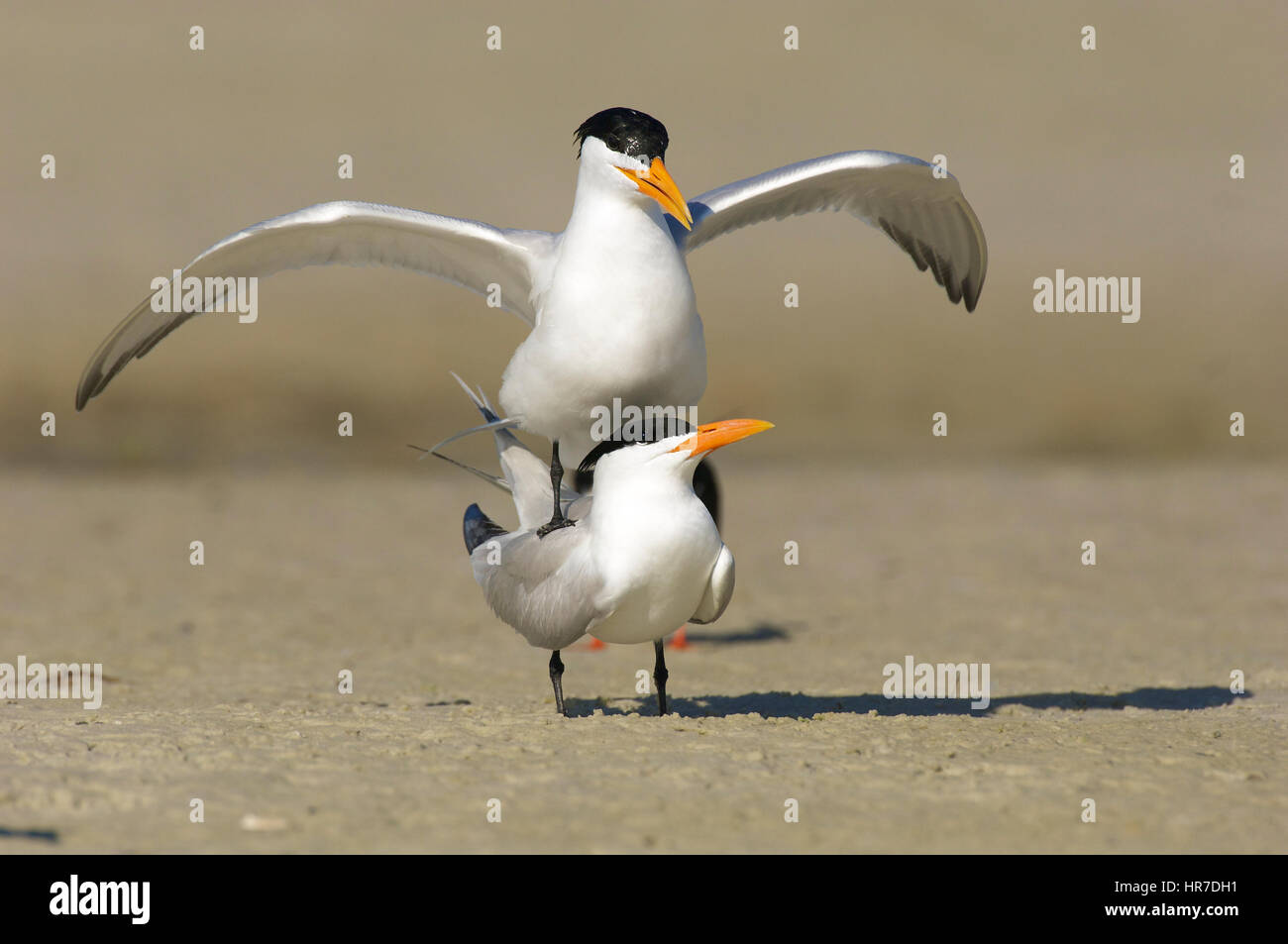 Royal Tern, Sterna maxima, on beach mating with male on top and female ...