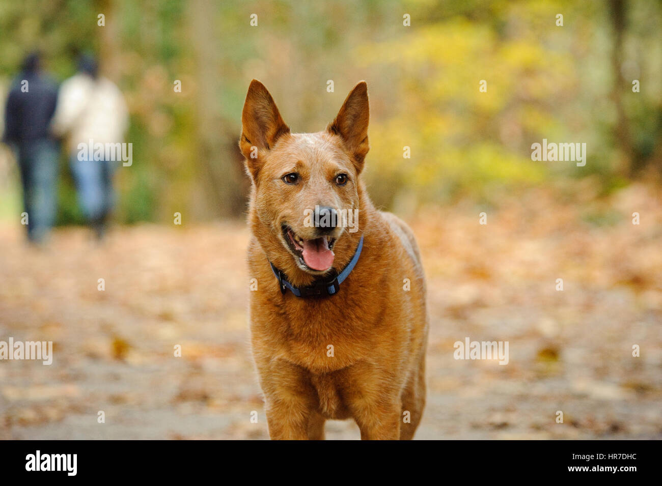 Red cattle dog hi-res stock photography and images - Alamy