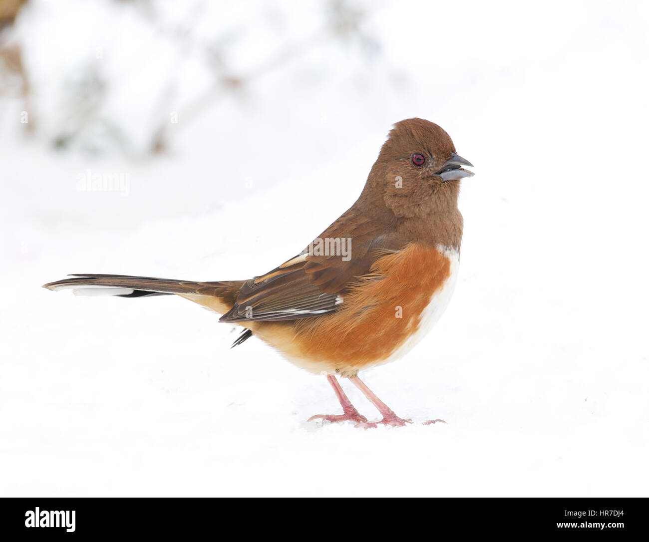 Eastern Towhee on white snow in winter Stock Photo - Alamy