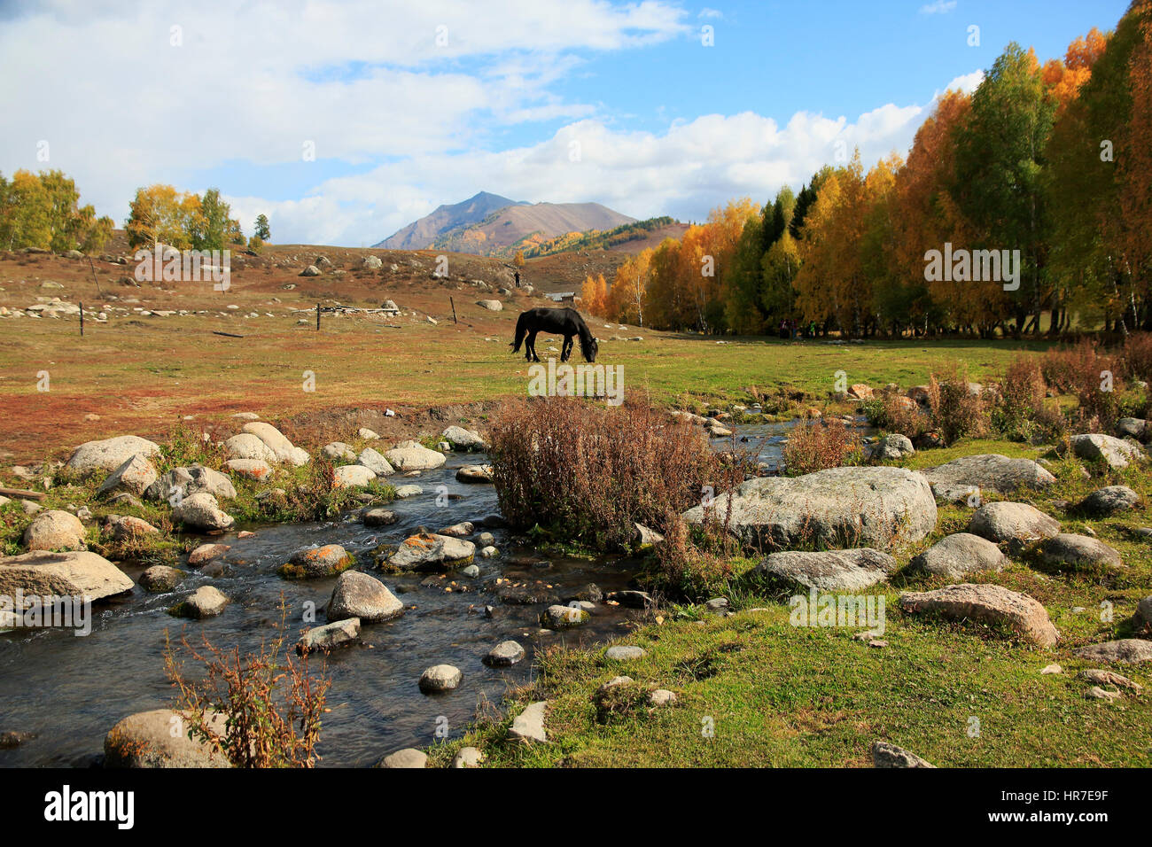 White birch horse hi-res stock photography and images - Alamy