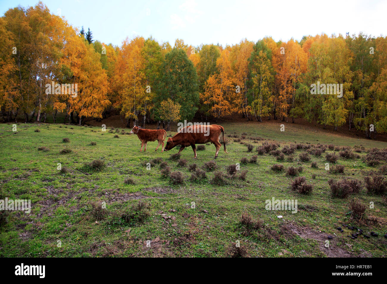 Mongolian birch tree hi-res stock photography and images - Alamy