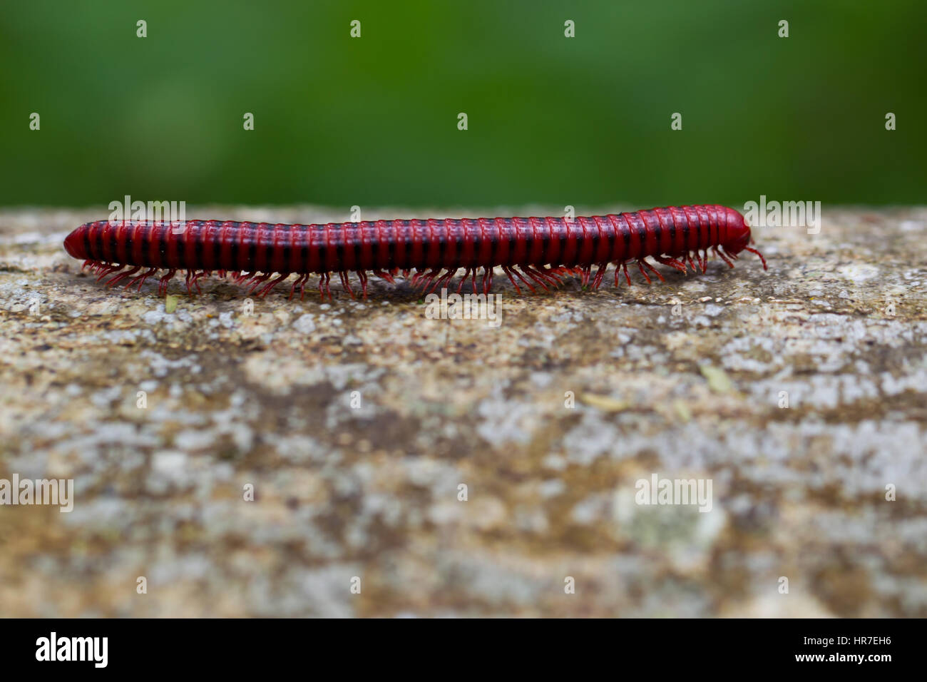 Centrobolus fulgidus hi-res stock photography and images - Alamy