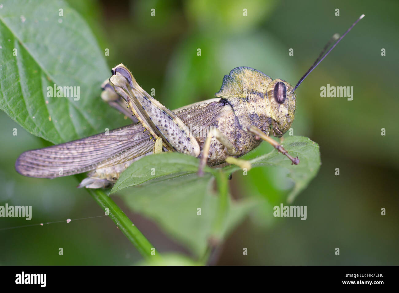 Thriving Living Ecosystem High Resolution Stock Photography and Images ...