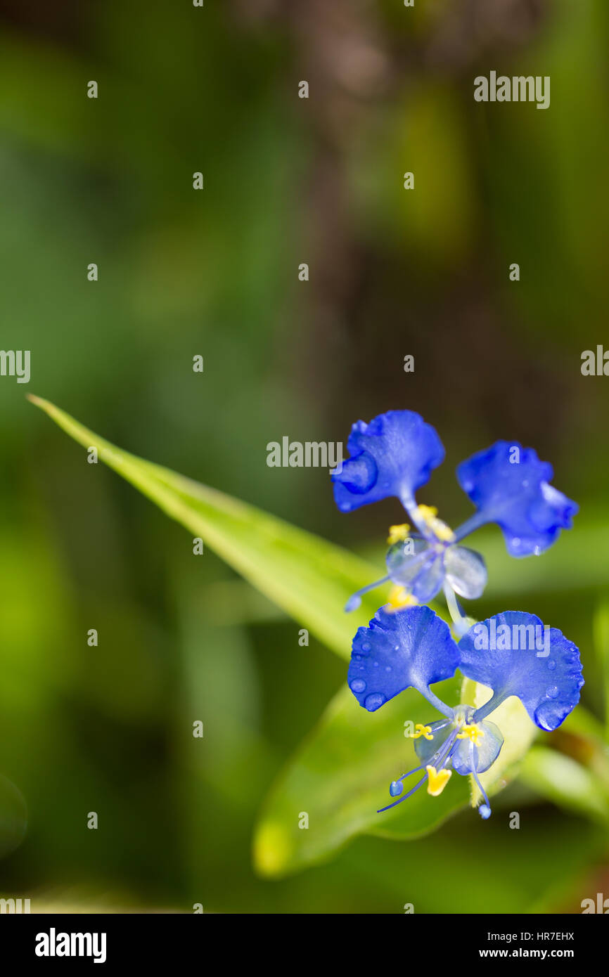 A close up of tiny details of the living creatures that are an ...