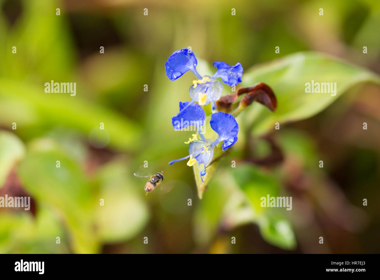 Living creatures hi-res stock photography and images - Alamy