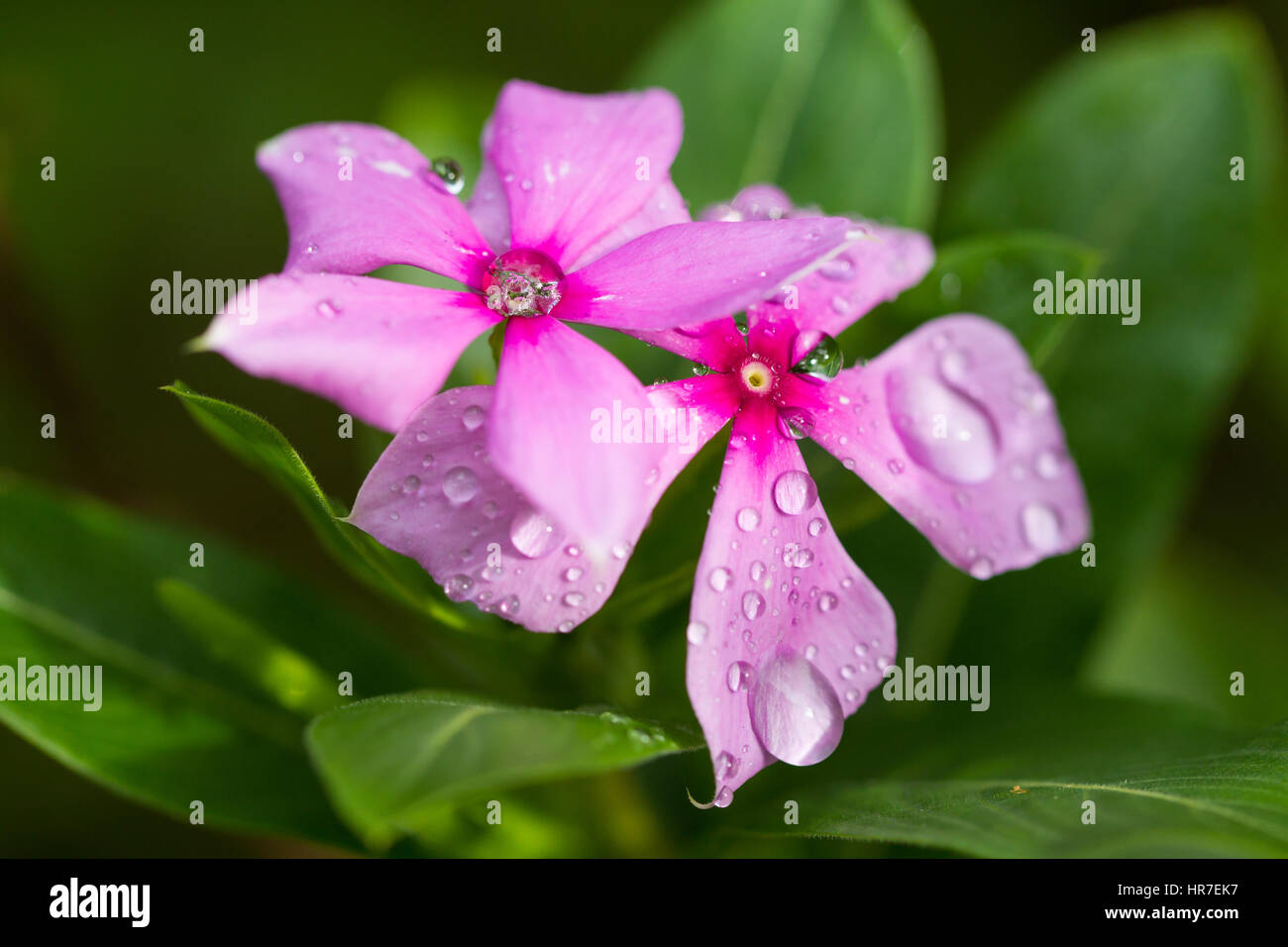 A close up of tiny details of the living creatures that are an ...