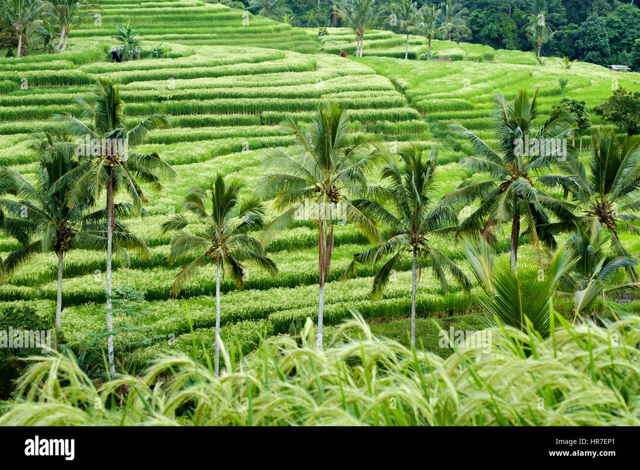 Lush Green Rice Terraces High Resolution Stock Photography and Images ...
