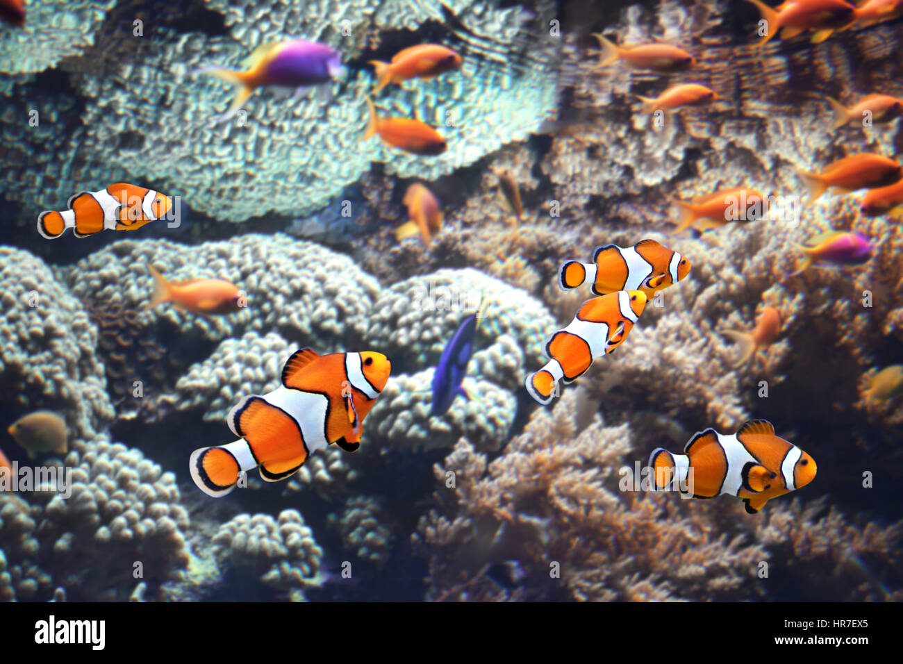 Sea corals and clown fish in marine aquarium Stock Photo - Alamy