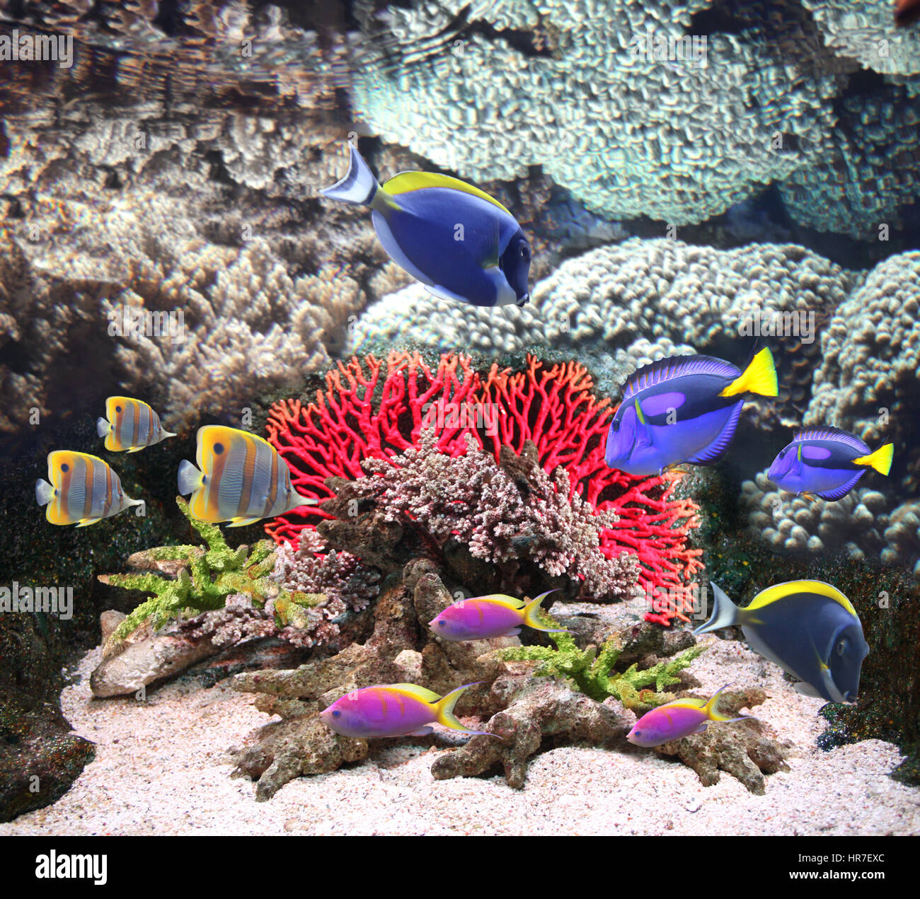 Underwater scene with corals and beautiful tropical fish - hepatus ...