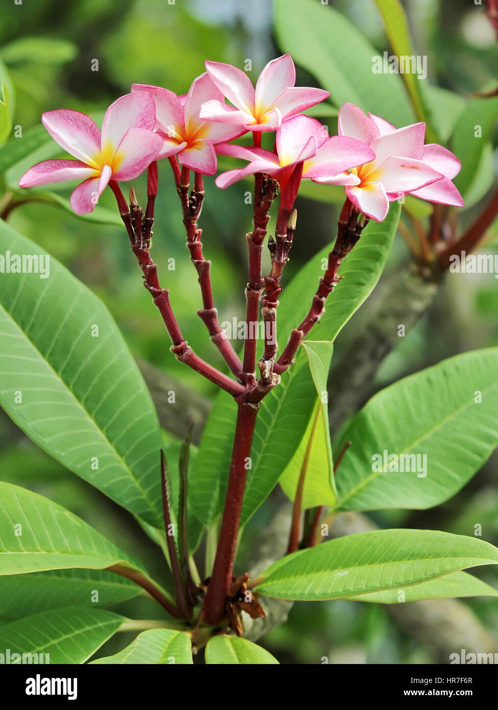 Plumaria hi-res stock photography and images - Alamy