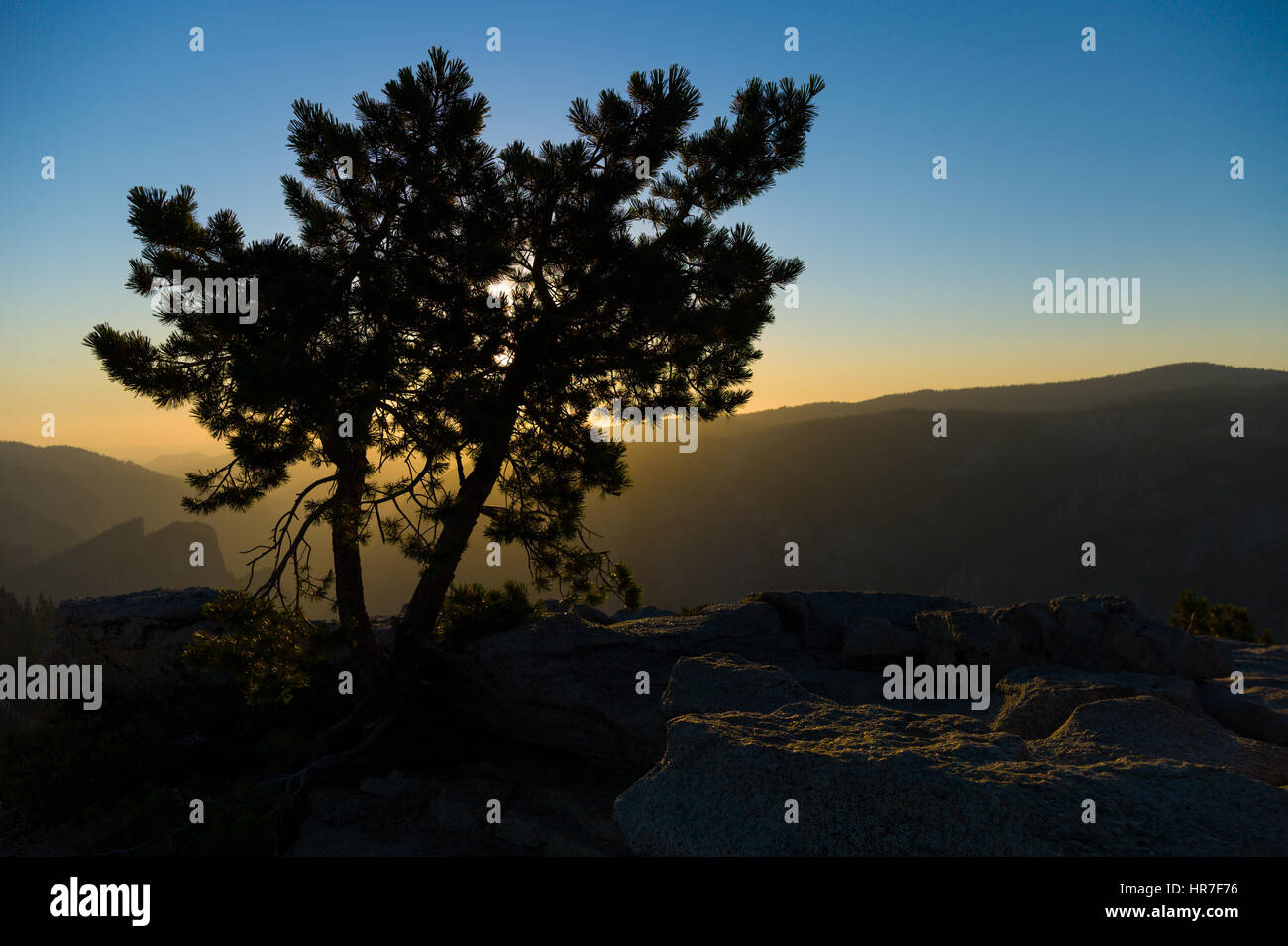 A Jeffrey pine, Pinus jeffreyi, is silhouetted by sunset over Yosemite ...