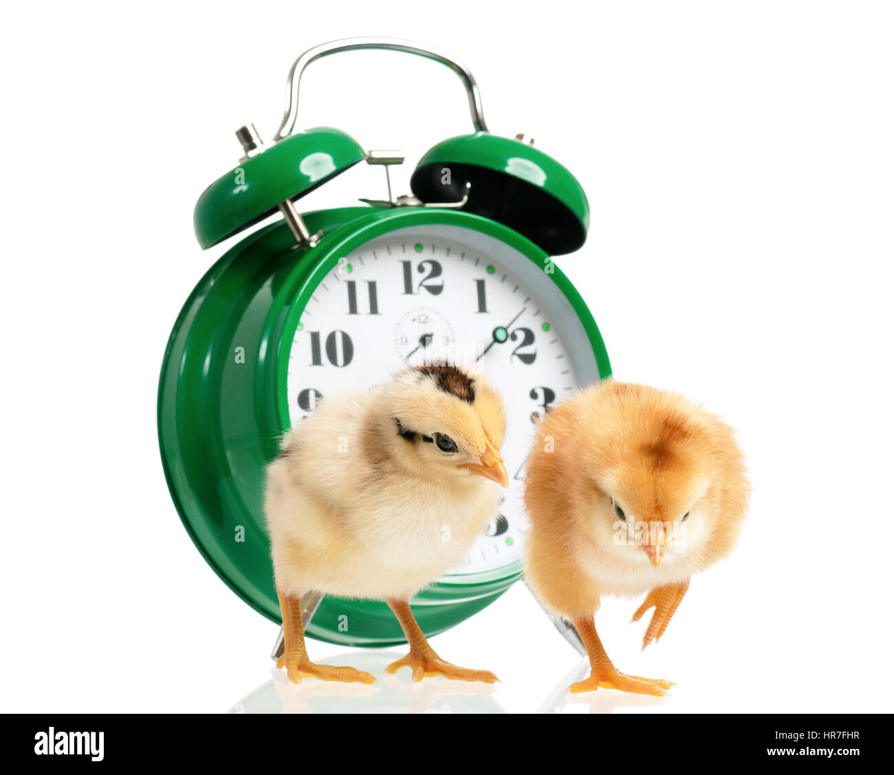Cute little chickens with clock isolated on white background Stock ...