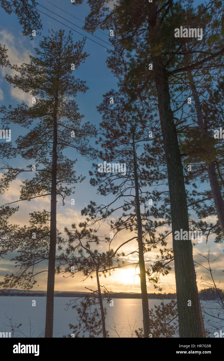 Sunset with pine trees hi-res stock photography and images - Alamy