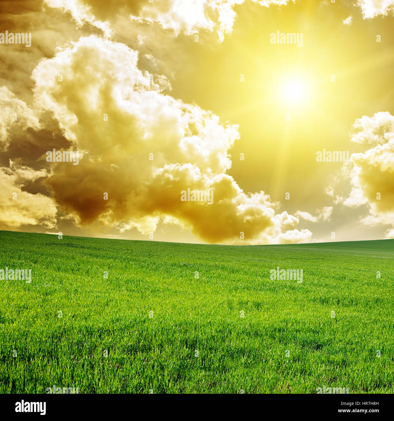 Field grassland hi-res stock photography and images - Alamy