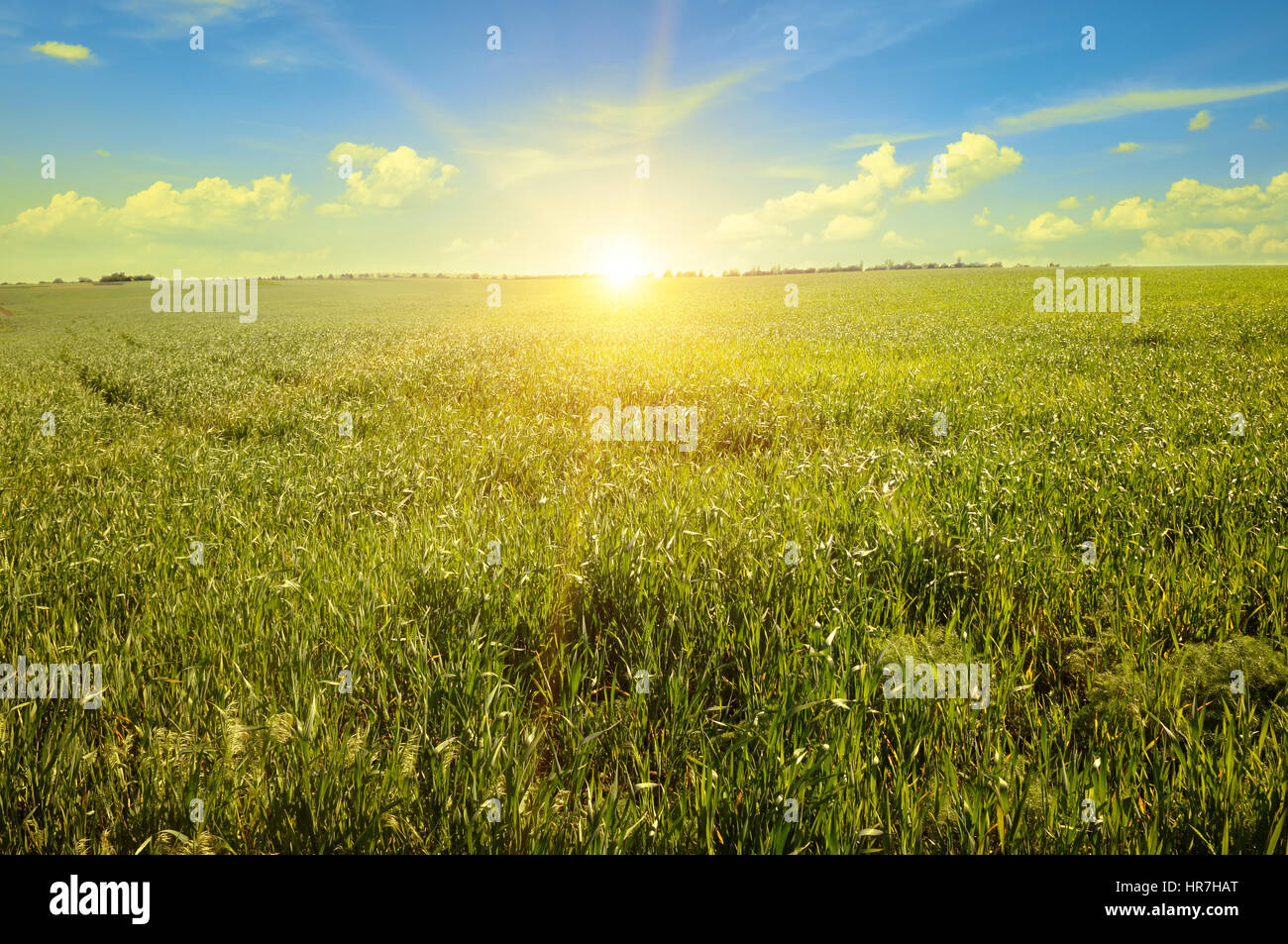 spring meadow and blue sky Stock Photo - Alamy