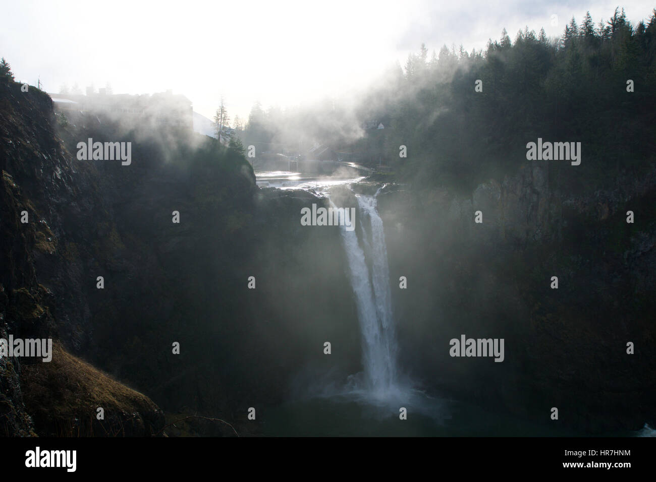 SEATTLE, WASHINGTON STATE, UNITED STATES - Jan 23rd, 2017: tree with ...