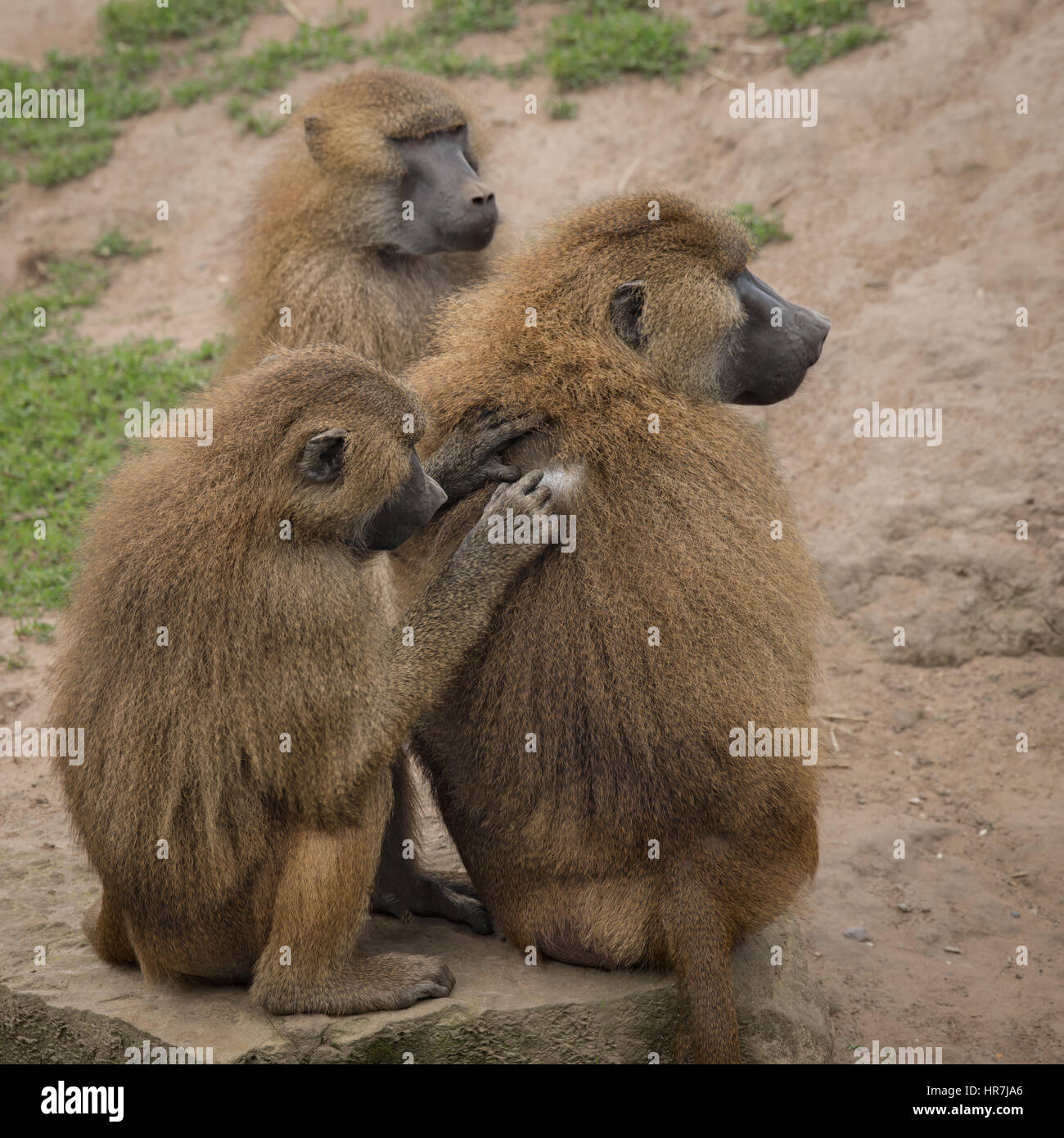 A group of three young baboons in a social gathering preening and ...
